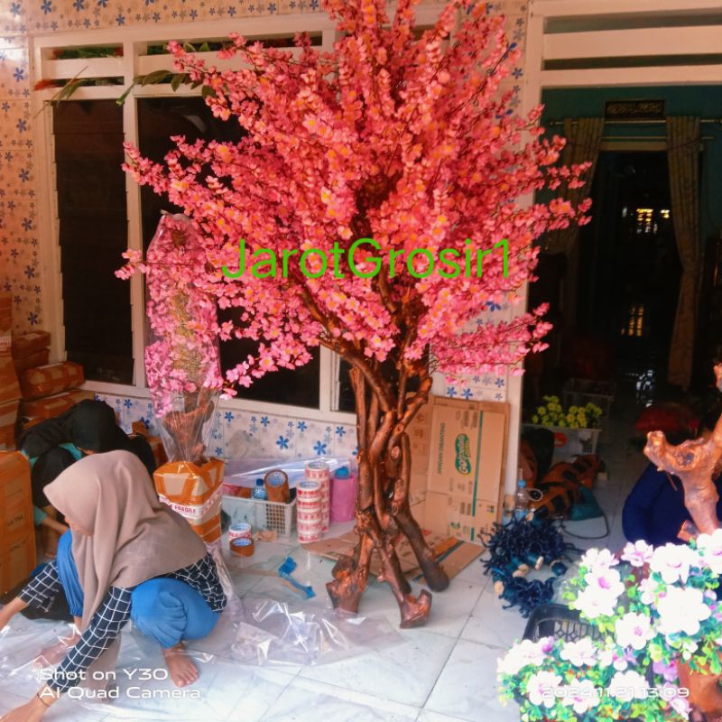 Jual POHON SAKURA TINGGI 2 METER LEBAR 2 METER // POHON SAKURA JAPANESE ...