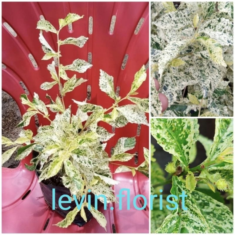 Jual Acalypha siamensis variegata / varigata bibit tanaman hias bunga ...