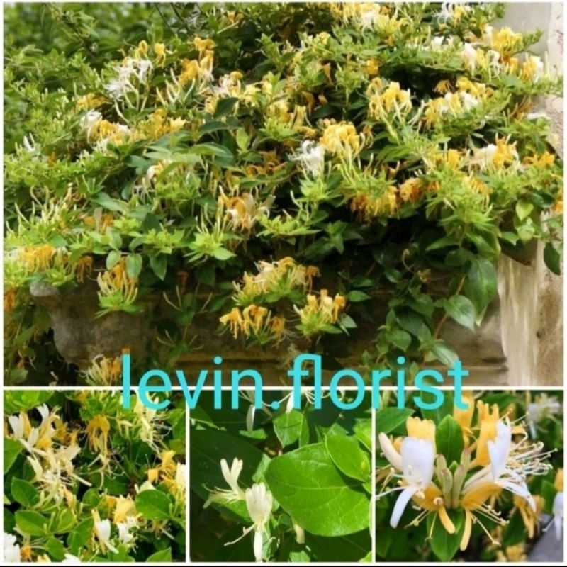 Jual [50cm up ] Lonicera japonica / japanese honeysuckle honey suckle ...