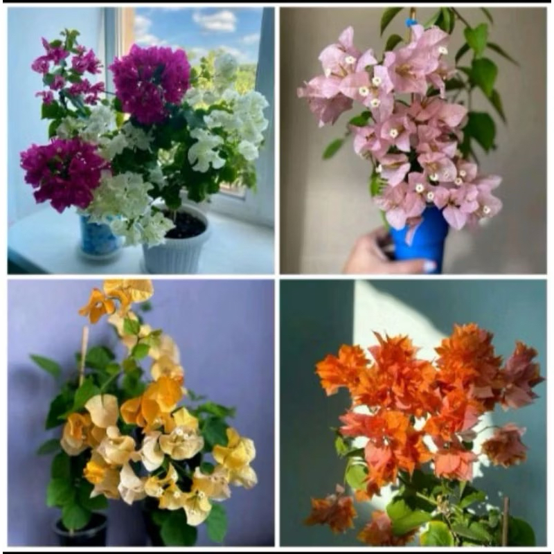 Jual TANAMAN HIAS BOUGENVILLE 2 WARNA MAWAR//BUGENVIL BUNGA KERTAS ...