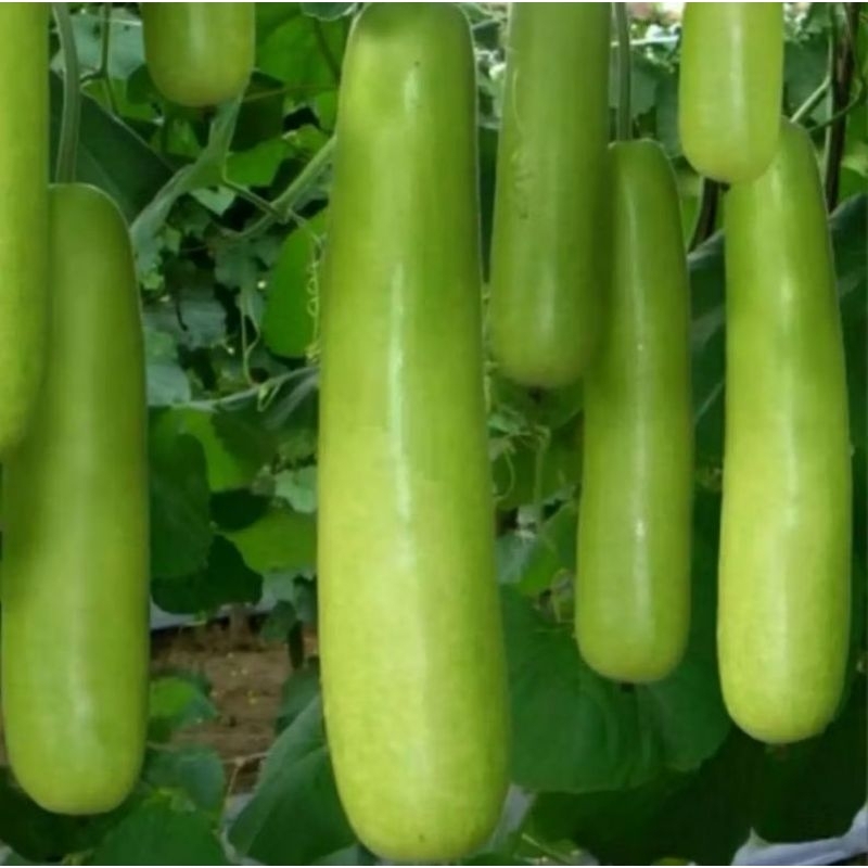 Jual Benih Labu Air unggul isi 5 biji Kemasan Seed Tahan Terhadap Virus ...