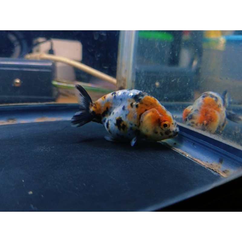 Jual koki ranchu calico/ sapi sapi an | Shopee Indonesia