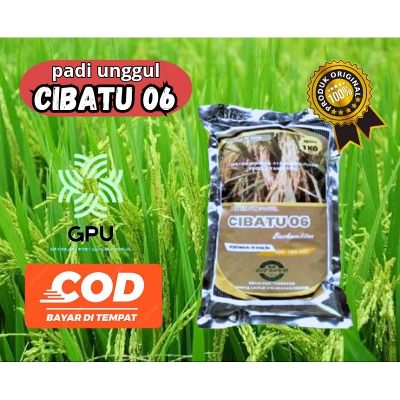 Jual PADI UNGGUL CIBATU PRODUK BERKUALITAS TINGGI KEMASAN 1KG | Shopee ...