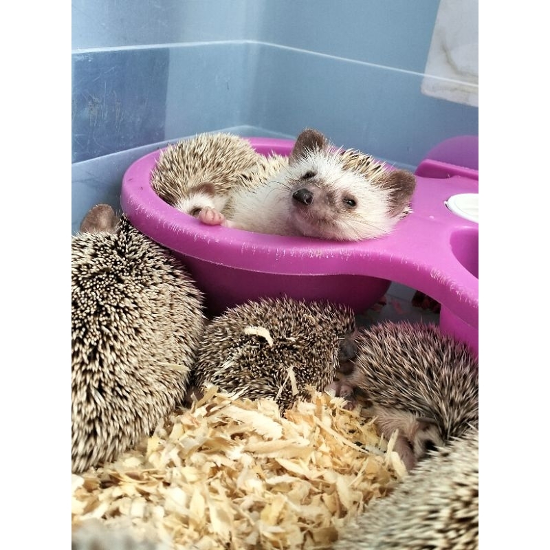Jual Landak Mini/hedgehog | Shopee Indonesia