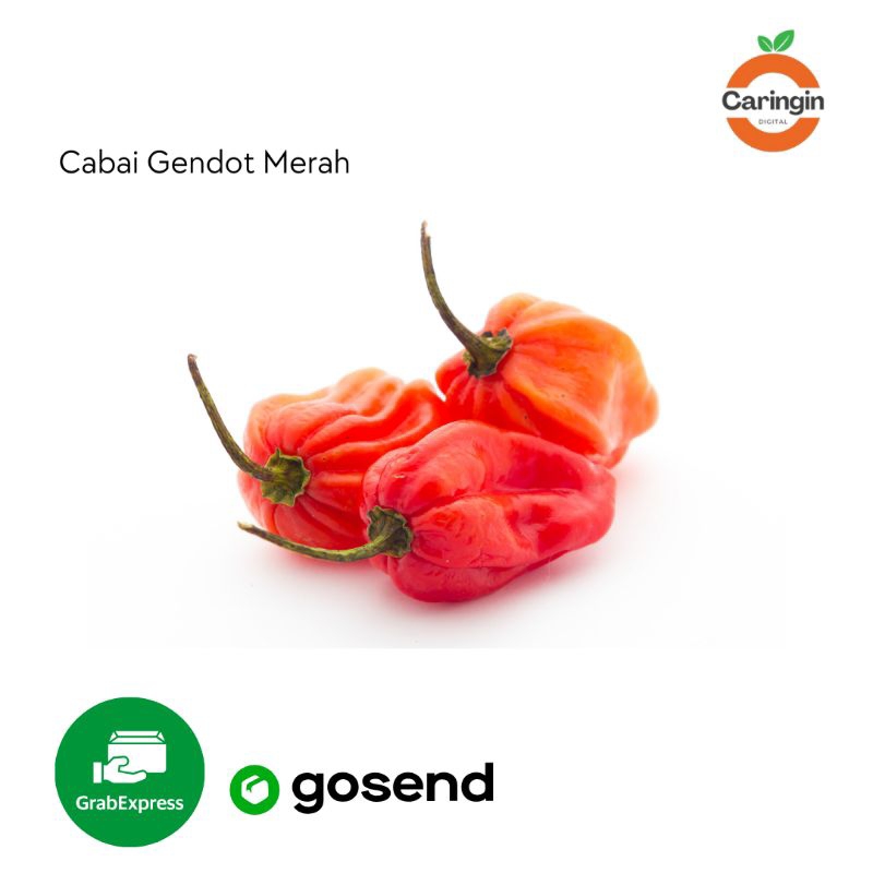 Jual Cabai Gendot Merah - 1kg | Shopee Indonesia