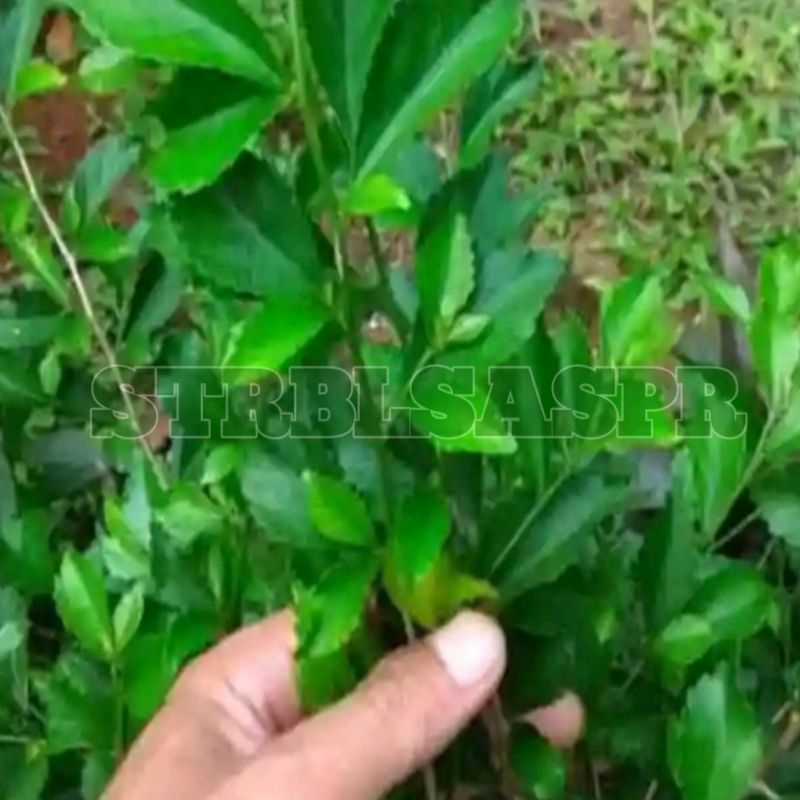 Jual bahan stek batang muda teh tehan paket 50 batang plus bonus ...