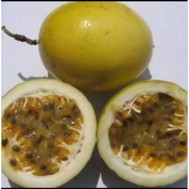 Jual Buah markisa asam manis segar kaya vitamin 1kg | Shopee Indonesia