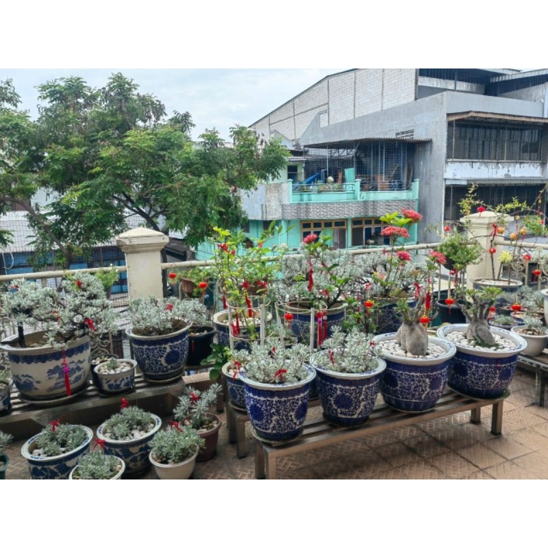 Jual puyong tanaman hias pohon rejeki | Shopee Indonesia