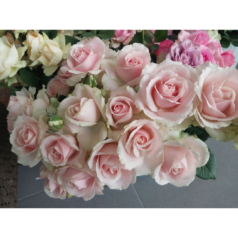 Jual Grade A Bunga Mawar Potong Segar Dekorasi Warna Pink Soft ...