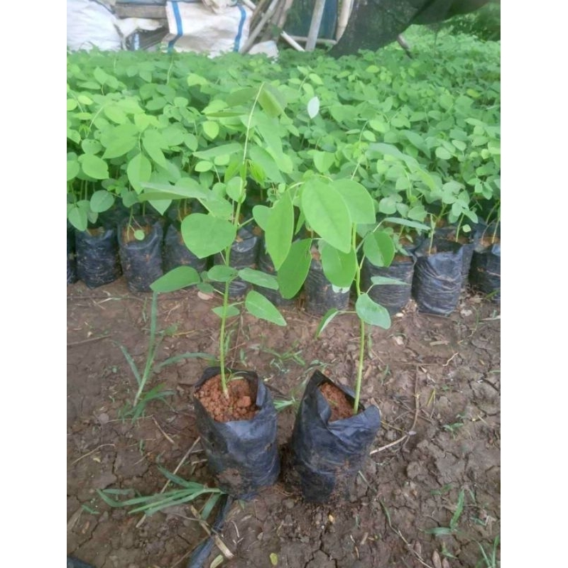 Jual bibit gamal pakan ternak bergizi | Shopee Indonesia