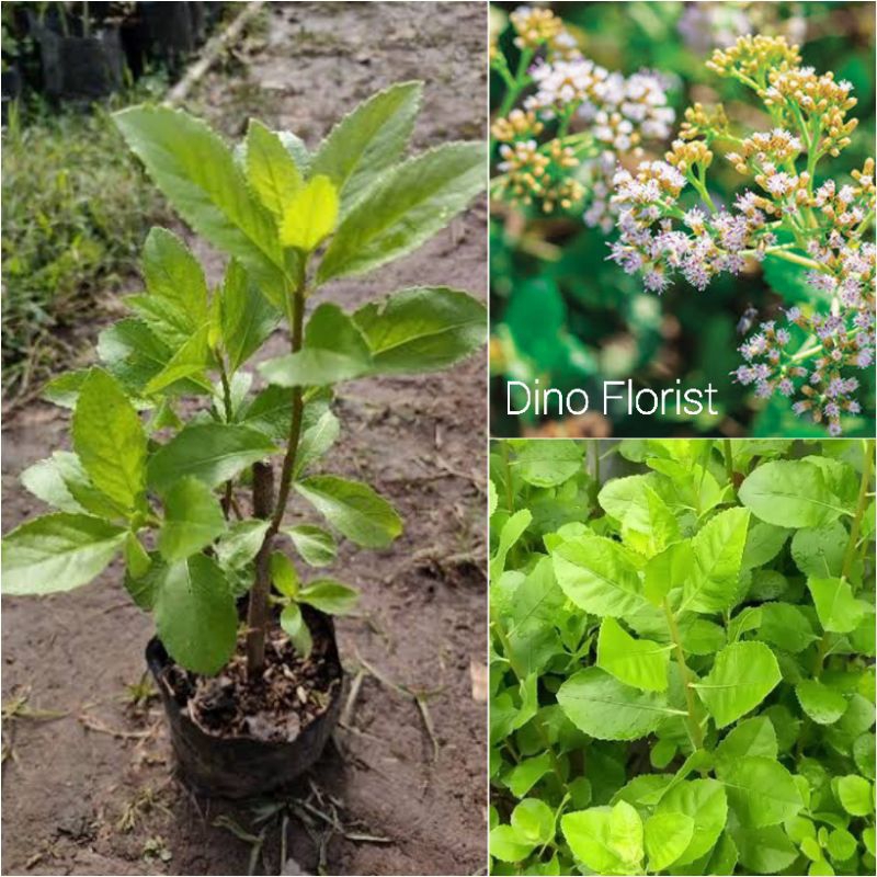 Jual Tanaman Herbal Daun Beluntas - Luntas / Pohon Beluntas | Shopee ...