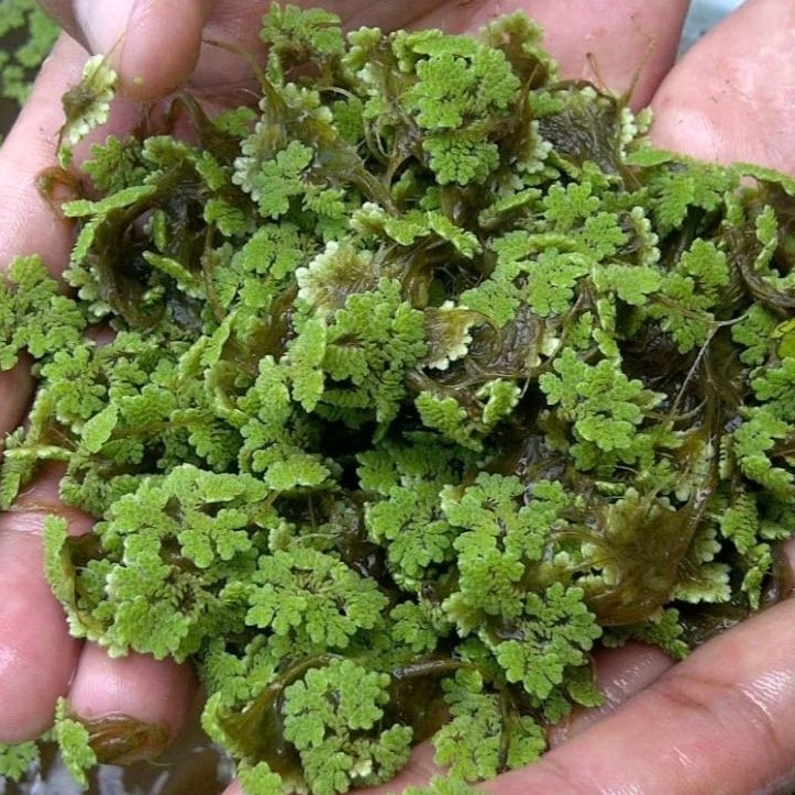 Jual Azolla Microphylla Pakan ikan | 500 gram | Shopee Indonesia