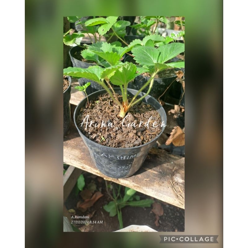 Jual Akihime japan strawberry | Shopee Indonesia
