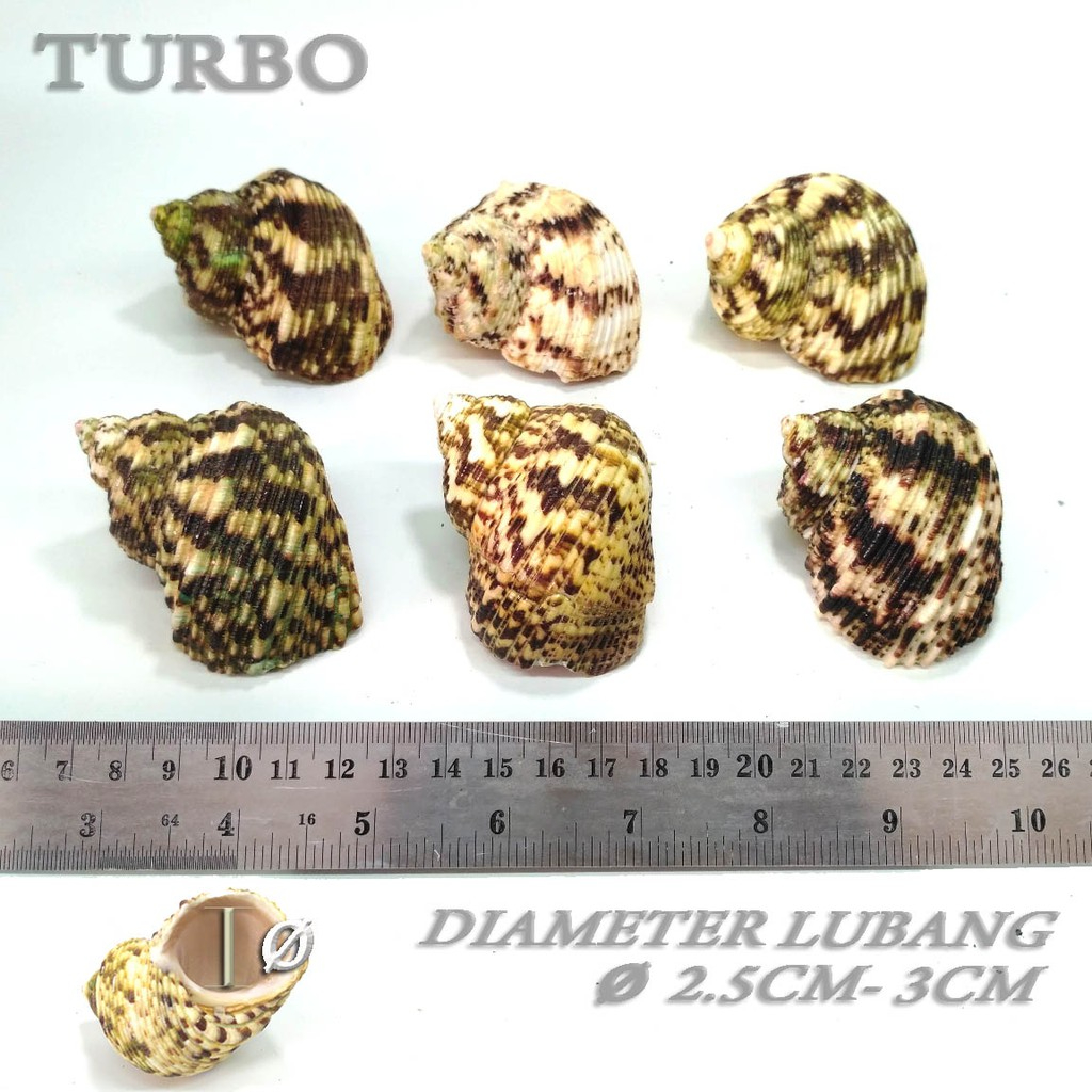 Jual Turbo shell cangkang rumah kelomang umang hermit crab keong termurah reptile store | Shopee ...