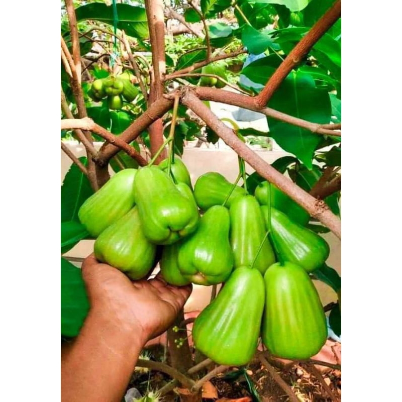 Jual Bibit Buah Unggulan Jambu Air Madu Jumbo Tanpa Biji Buto Ijo Green ...