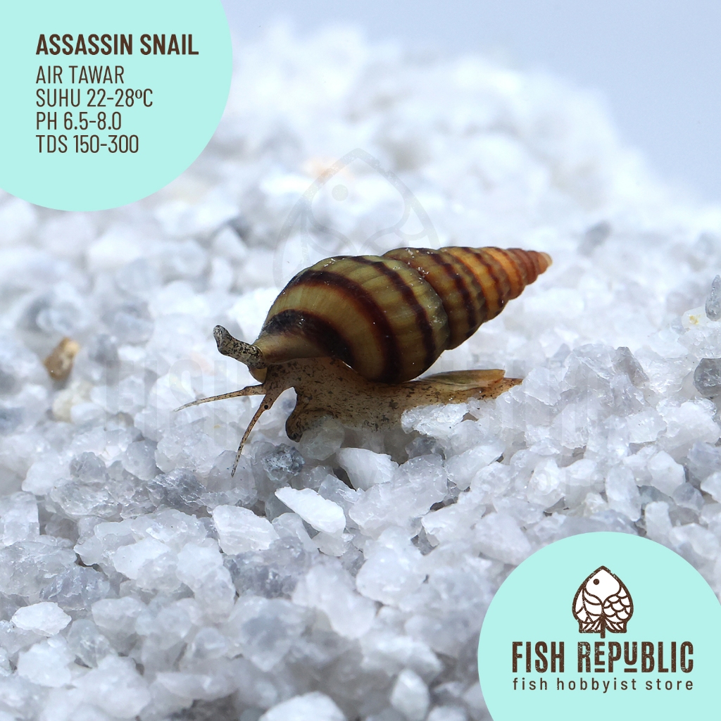 Jual Keong Assassin Snail Pembasmi Keong Hama Aquascape | Shopee Indonesia