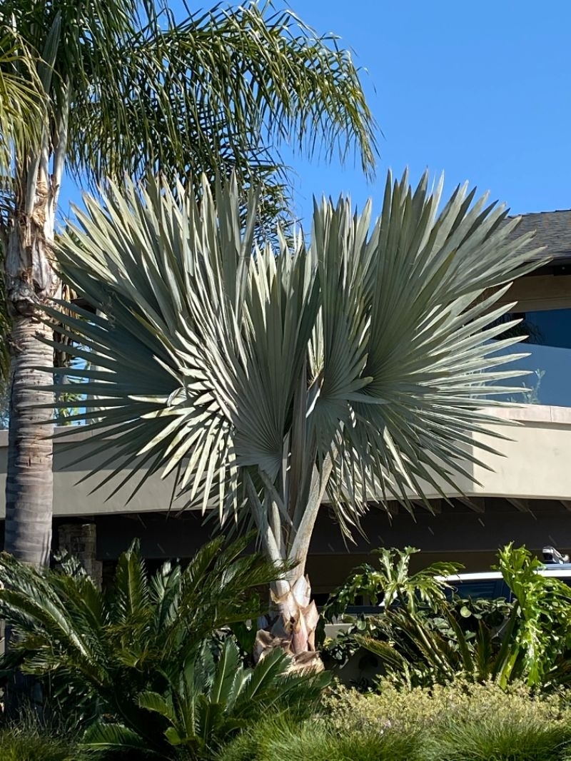 Jual Benih Langka / Biji Palem / Palm Seeds: Bismarckia nobilis 'Silver ...