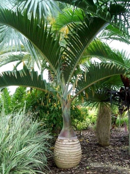 Jual Biji Palem / Palm Seeds: Hyophorbe lagenicaulis / Bottle Palm ...
