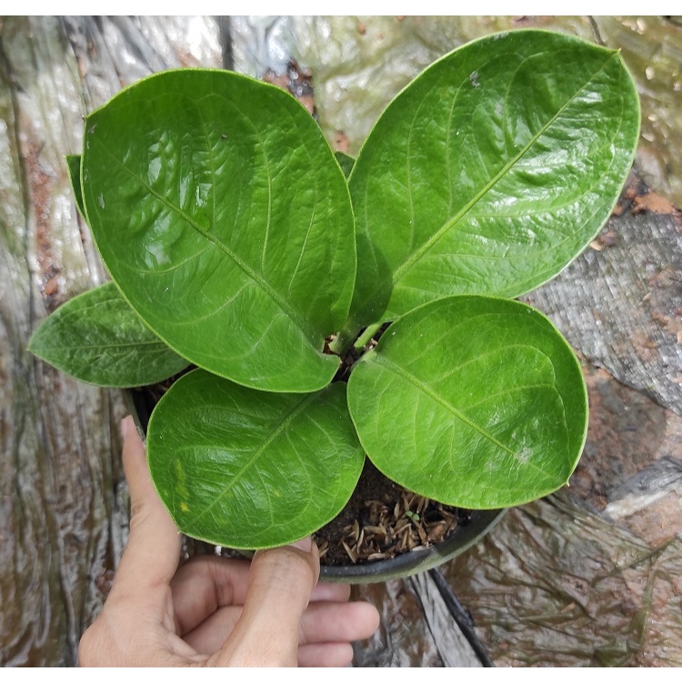 Jual Anthurium Jemani Mangkok Hybrid - Tanaman Hias Anthurium Jenmanii ...