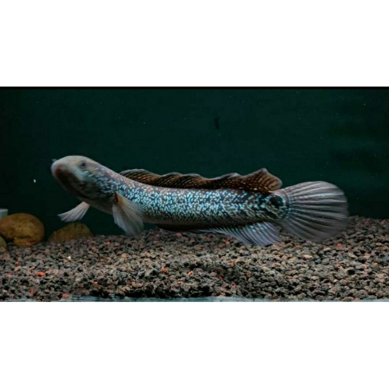 Jual hiasa aquarium!! Asiatica ws pure 3-5cm Murahh(bayar cod) | Shopee ...