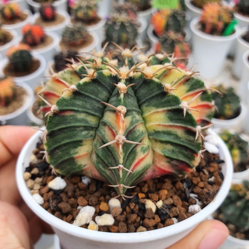 Jual Kaktus LB Hybrid 2178 Variegata/ Gymnocalycium Gymno Mihanovichii ...