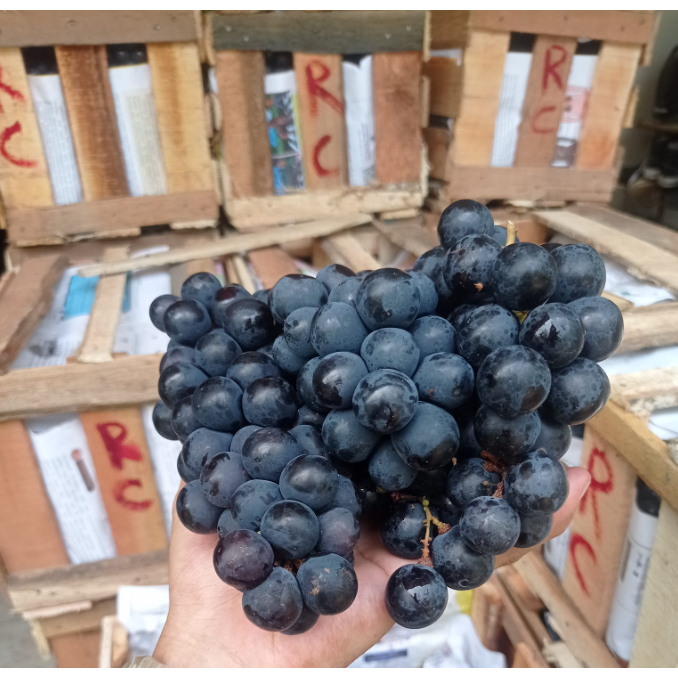 Jual Anggur Black Autumn Lokal (bali) | Shopee Indonesia