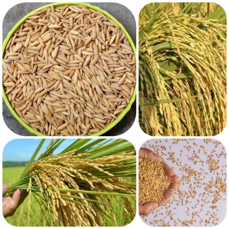 Jual Gabah padi lokal super 1 kg pilihan-az | Shopee Indonesia
