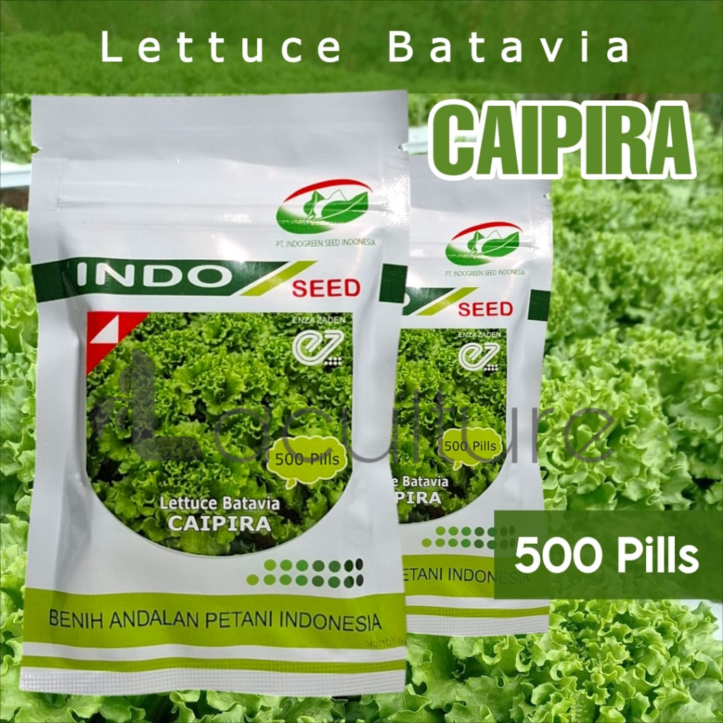 Jual Benih Selada Caipira Isi 500 Pills Lettuce Batavia Indo Seed ...