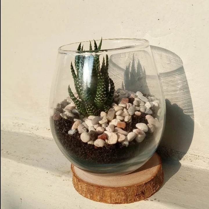 Jual Terrarium Gelas Medium Tanaman Kaktus Sekulen With Tatakan Kayu ...