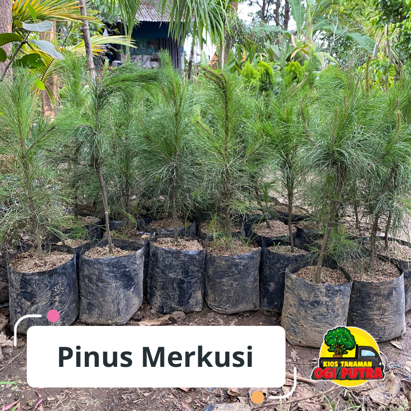 Jual Pohon Pinus Merkusi Ukuran 50 cm - 1 Meter | Shopee Indonesia