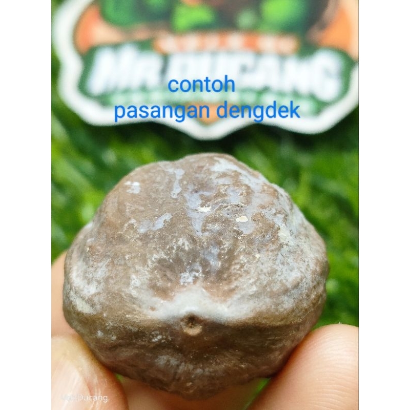 Jual MUNCANG ADU BULEDAN MURAH JENIS CAMPUR ( HARGA MURAH) SISA SORTIRAN PASANGAN JELEK | Shopee ...