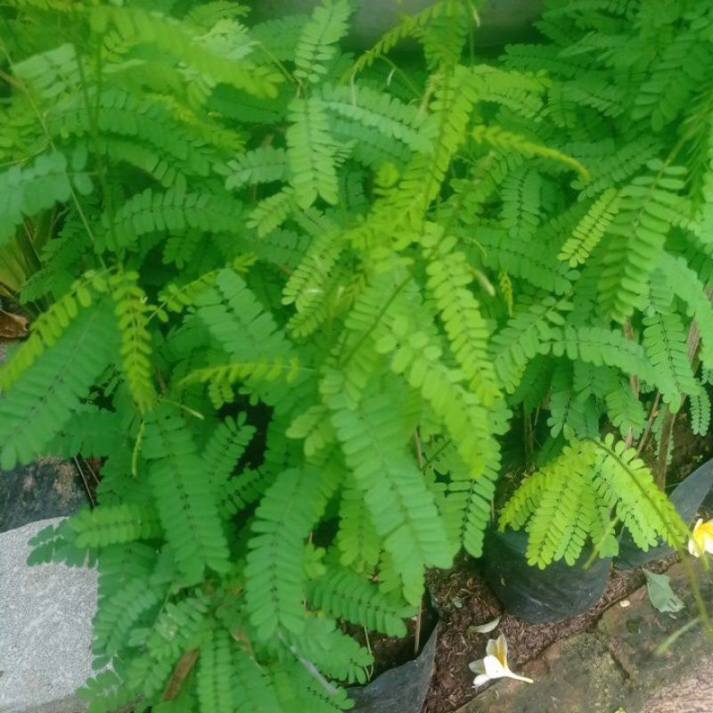 Jual Pohon saga, Tanaman herbal saga, Daun Saga | Shopee Indonesia