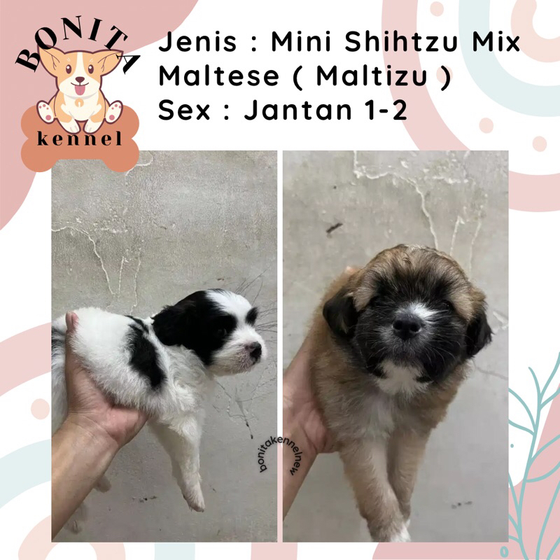 Jual Mini Shihtzu Mix Maltese Maltizu Anak Anjing Shitzu Sitsu Shitsu ...