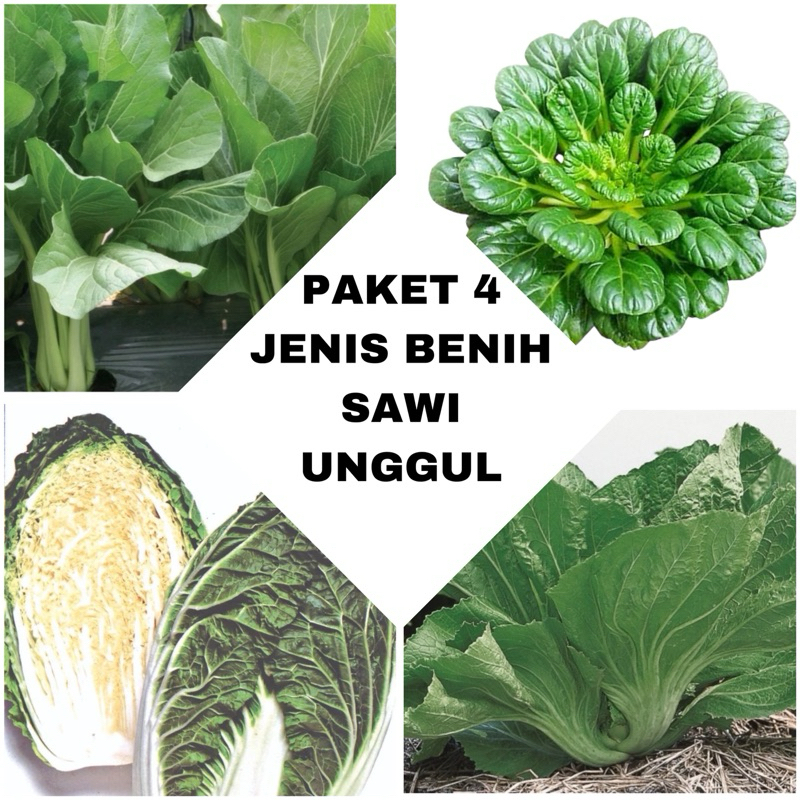 Jual Paket 4 Jenis Sawi Unggul Sawi Caisim Sawi Pagoda Sawi Pahit Sawi ...