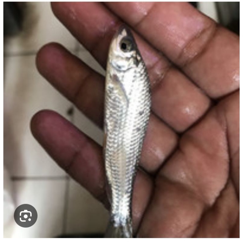 Jual ikan wader 8 cm | Shopee Indonesia