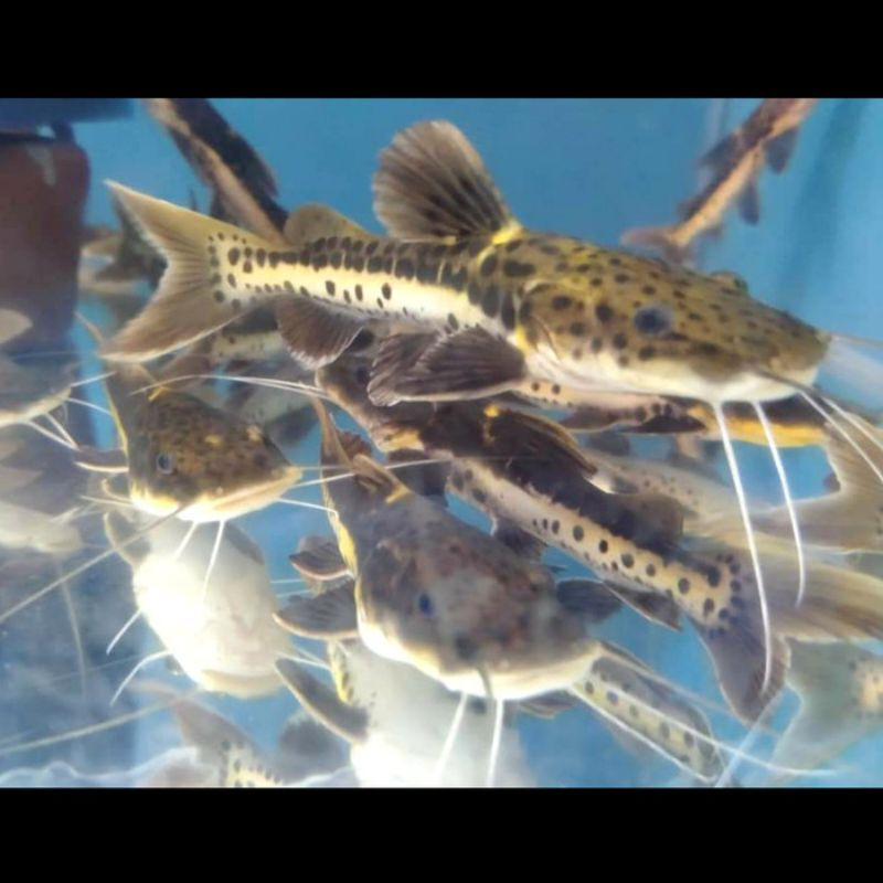 Jual LEOPARD CATFISH 9-10 CM | Shopee Indonesia
