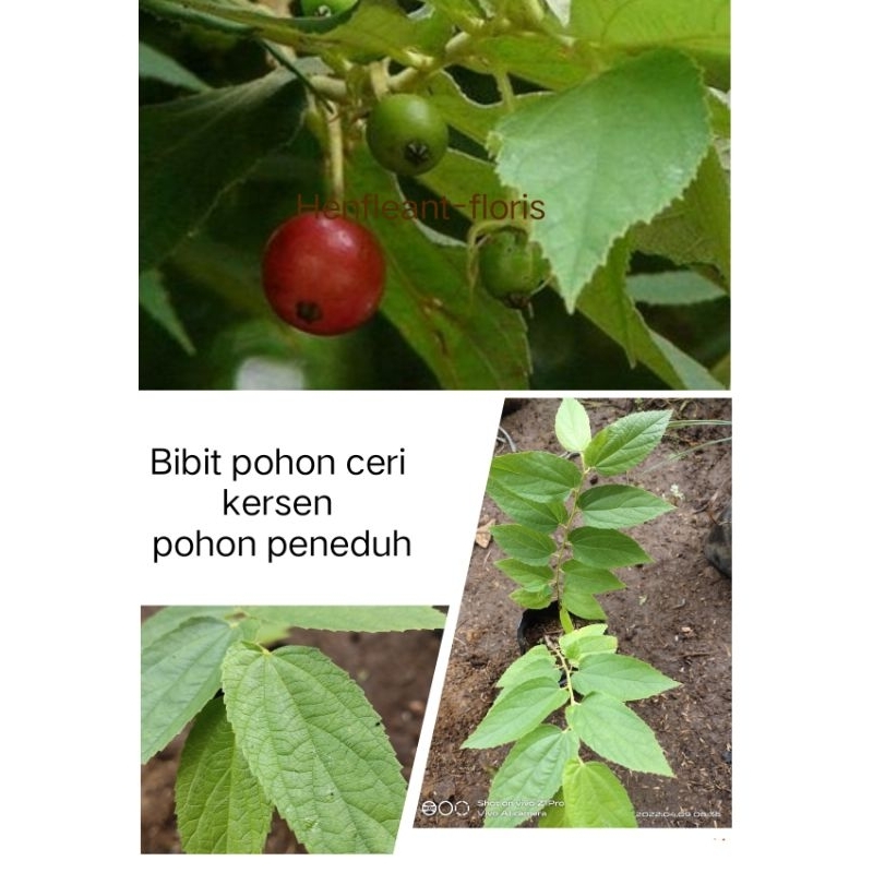 Jual bibit tanaman pohon buah ceri kersen pohon peneduh | Shopee Indonesia