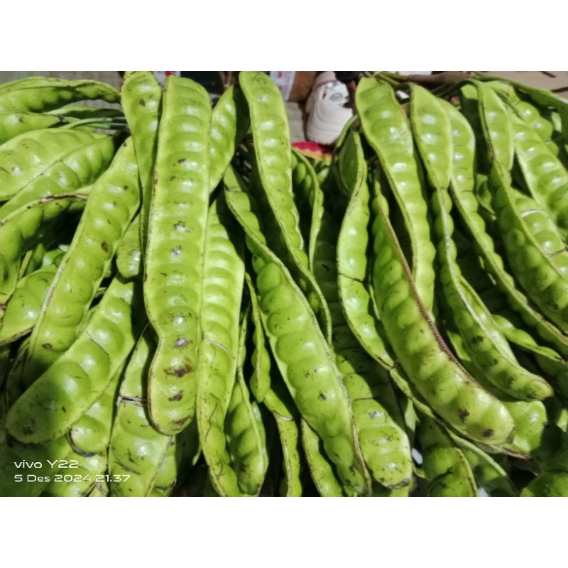 Jual PETE PETAI MURAH 1 IKAT ISI 10PAPAN/LONJOR | Shopee Indonesia