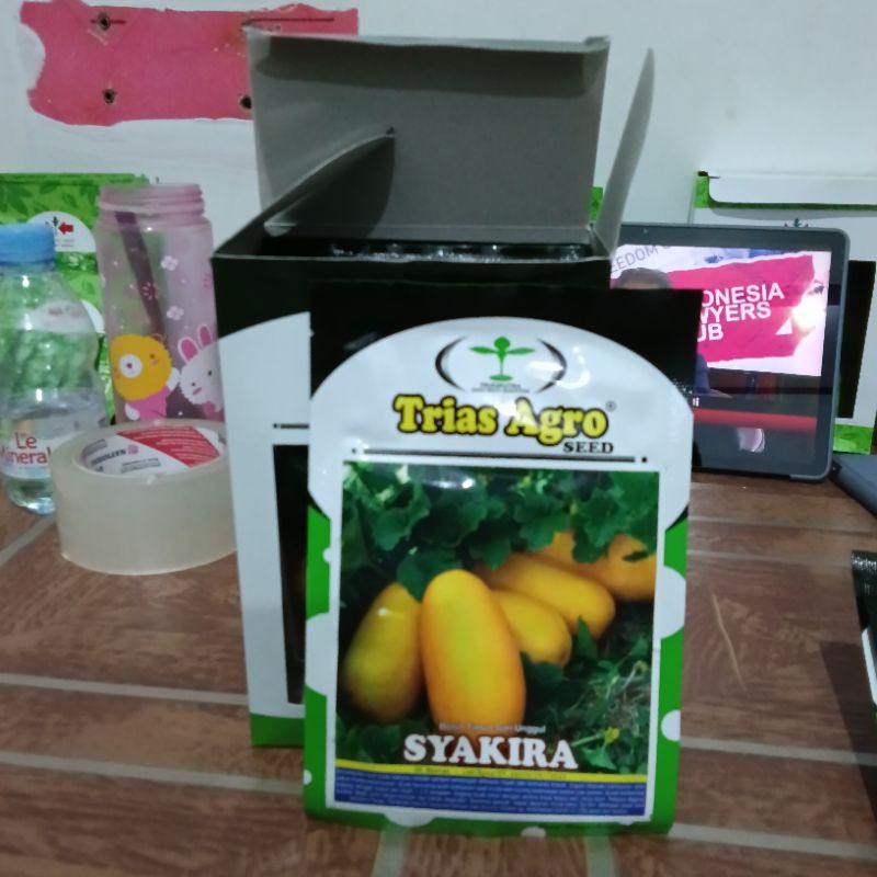Jual Benih Buah Timun Suri Jumbo Syakira F1 Tipe Kulit Kuning Glowing, Perawatan Mudah, Isi 10 ...