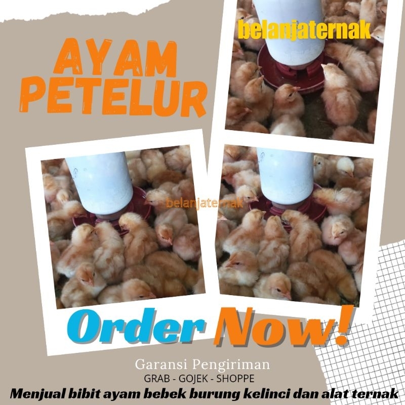 Jual Ayam Petelur - Ayam Telur - Ayam Telor - Layer - Doc Ayam Petelur ...