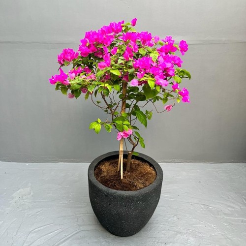 Jual Bougenville - Tanaman hidup bunga Bougenville bisa pilih warna ...