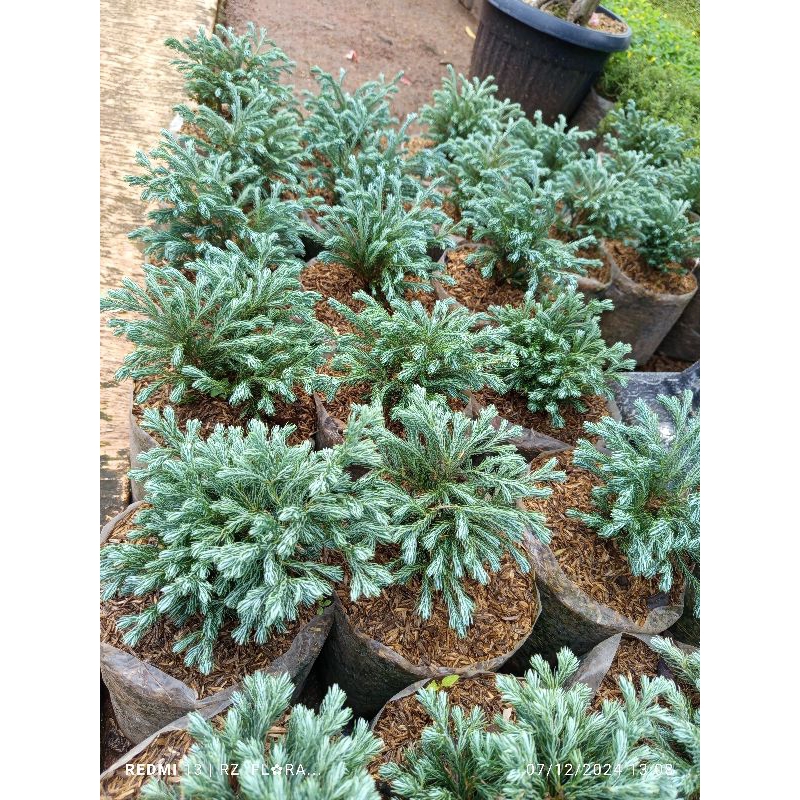Jual Tanaman hias Cemara perak, Cemara perak, Cemara perak hidup ...