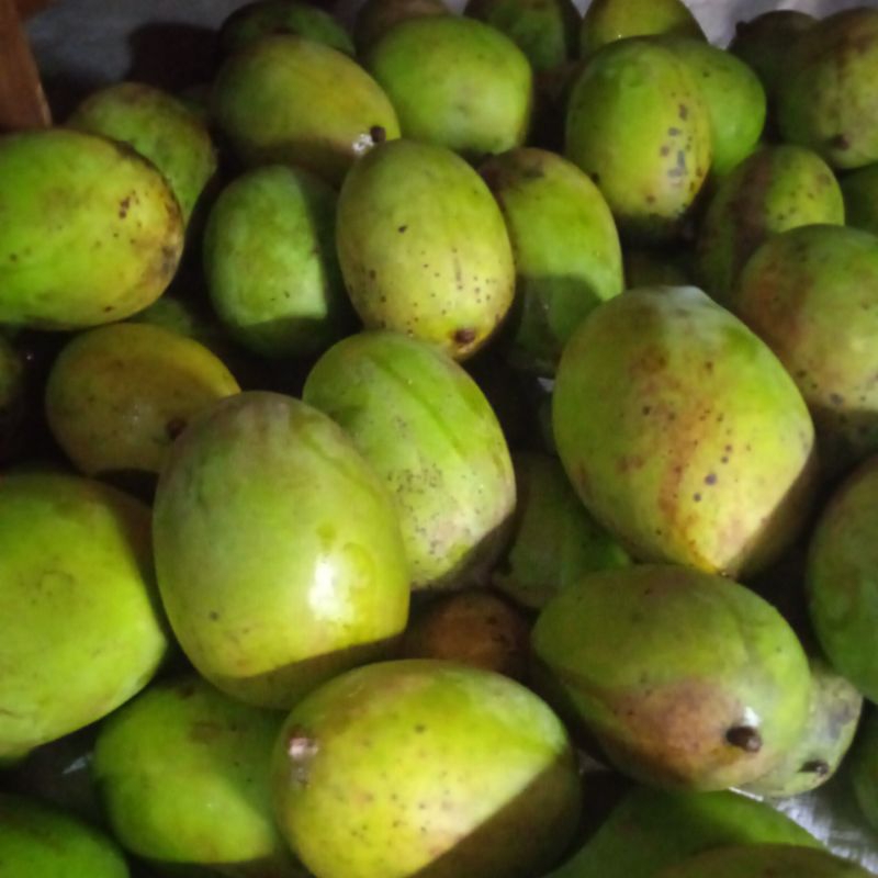 Jual mangga kuweni 1 kg | Shopee Indonesia