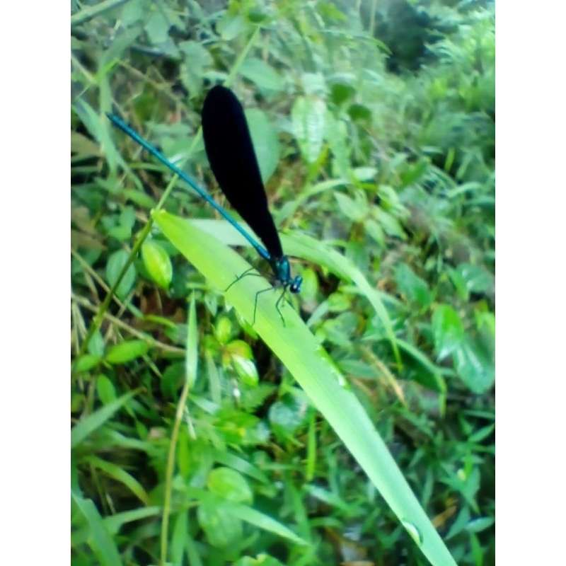 Jual Capung biru hidup | Shopee Indonesia