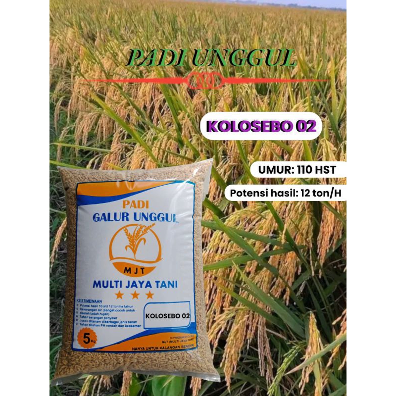 Jual BENIH PADI TERBAIK KOLOSEBO 02, 5KG, PADI TERBAIK TERBARU | Shopee Indonesia