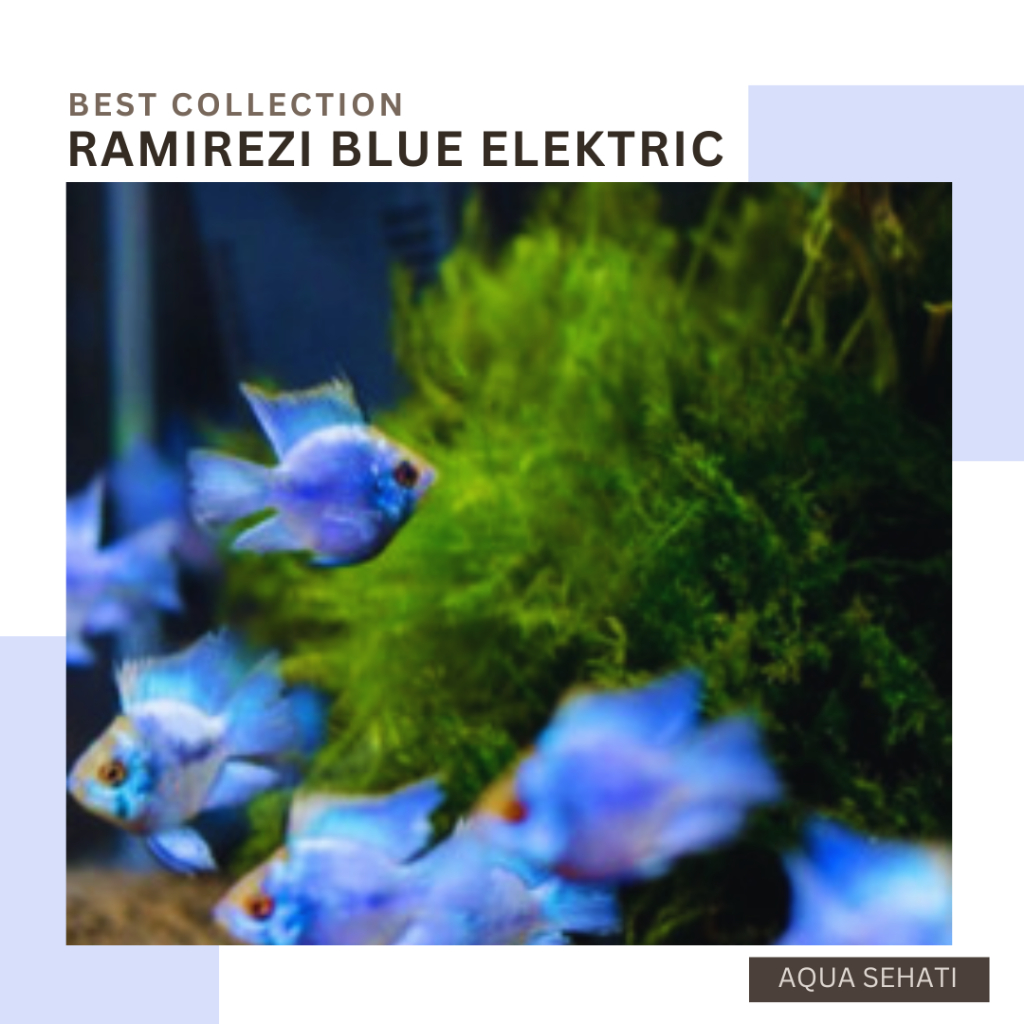 Jual ikan hias blue elektrik ramirezi fish / ikan ramiresi biru ...