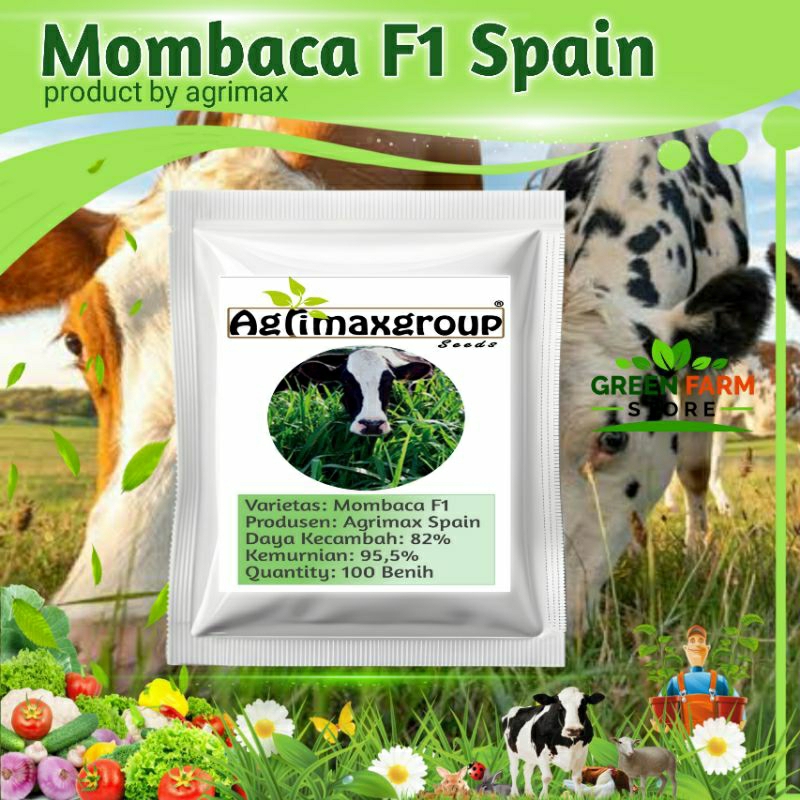 Jual Benih Mombaca F1 Asli Rumput Pakan Ternak Repack (100biji ...