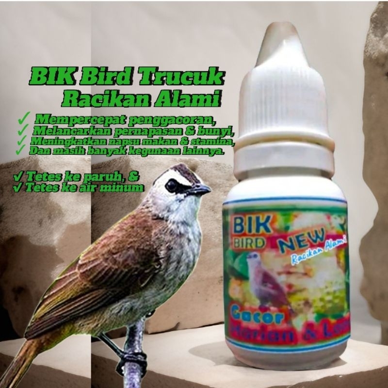 Jual Trucukan Gacor Rajin Bunyi Ropel. BIK Bird Trucuk Racikan Alami ...