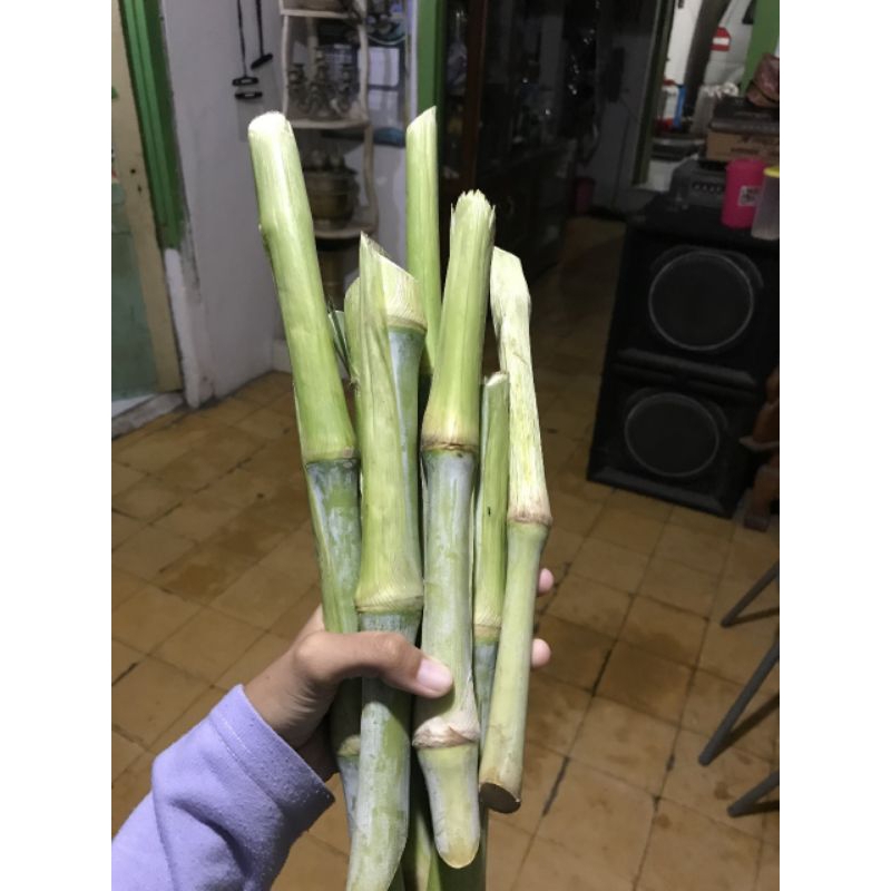 Jual Gamma Umami (1kg Rumput Pakan Ternak) | Shopee Indonesia