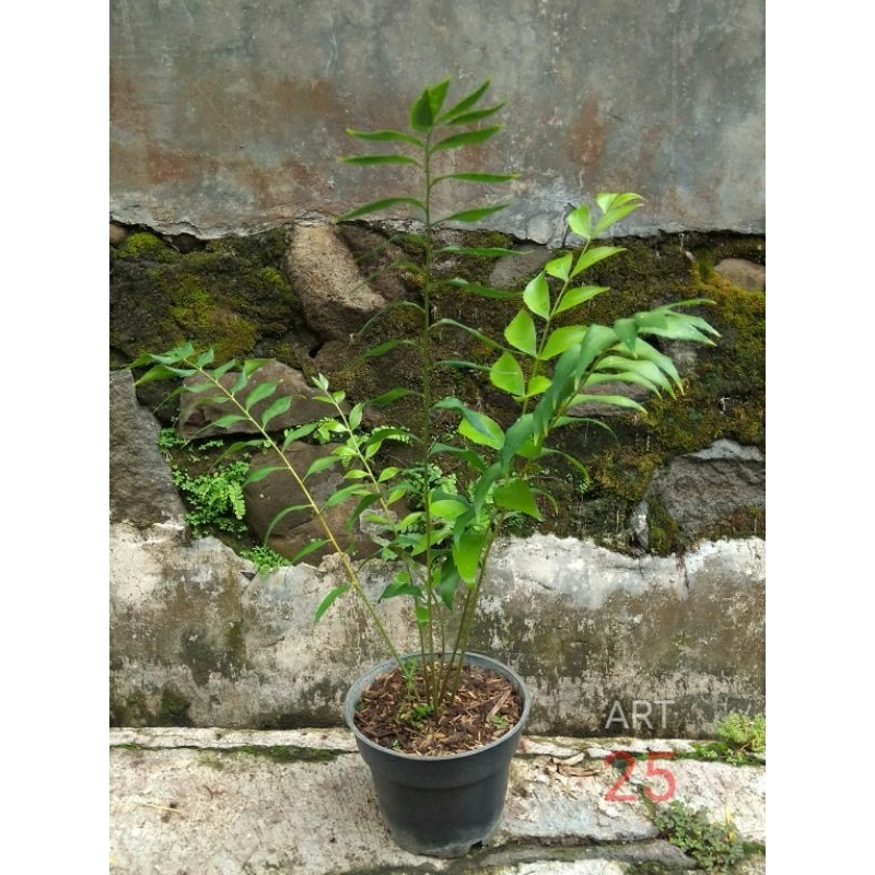 Jual Zamia Fischeri Cycad Fisheri Sikas Fiseri | Shopee Indonesia